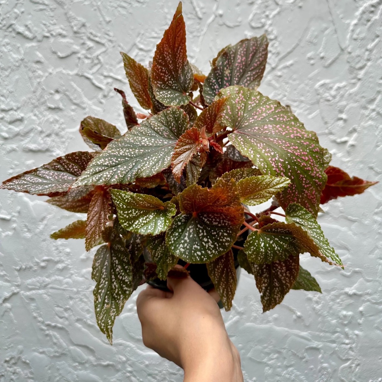 Begonia Maculata Pink - Spotted Begonia - Polka Dot Begonia | Say Nature